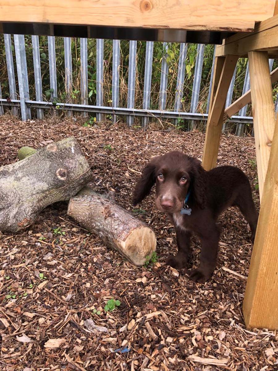 Gallery – Springfield Dog care