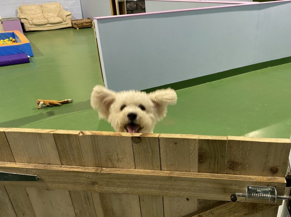 Gallery – Springfield Dog care