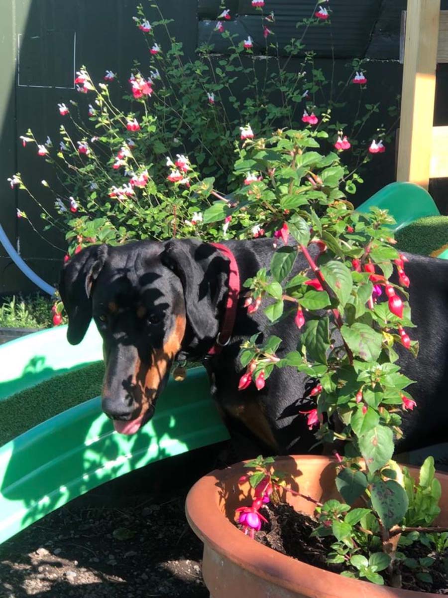 Gallery – Springfield Dog care